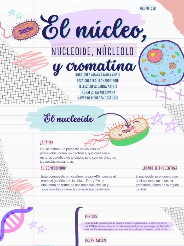 El Núcleo, Nucleoide, Nucleolo y Cromatica, Presentación.-2 | PDF ...