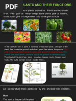 Parts of The Plant That We Can Eat | PDF | Fruit | Vegetables
