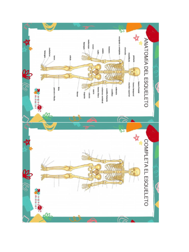 Esqueleto | PDF