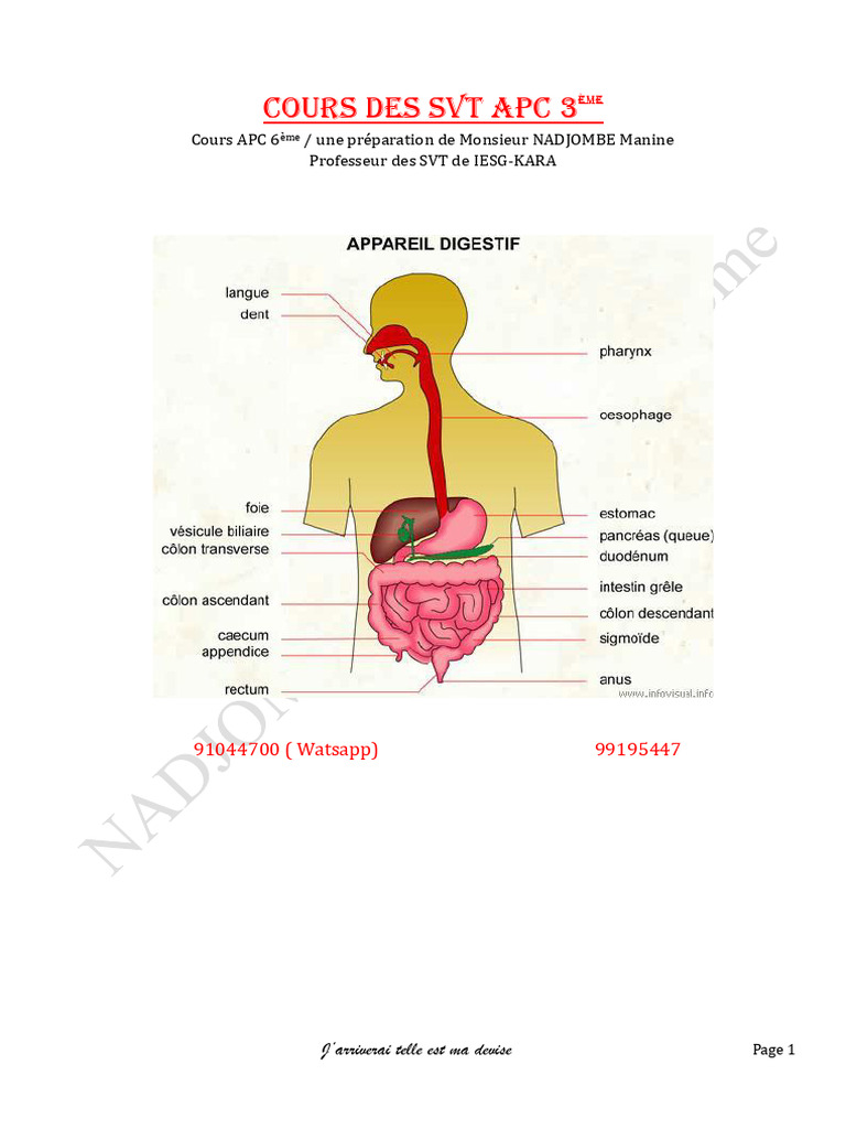 SVT Apc 3ème | PDF | Nerf