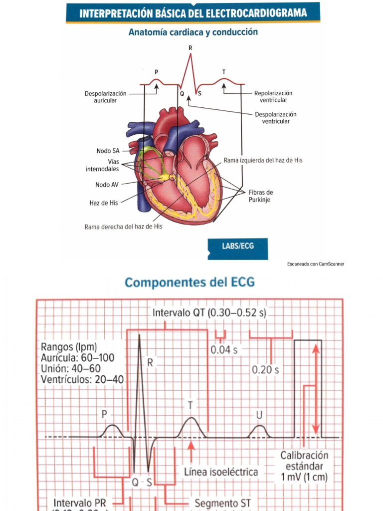 Interpretación Rápida Del Electrocardiograma | PDF