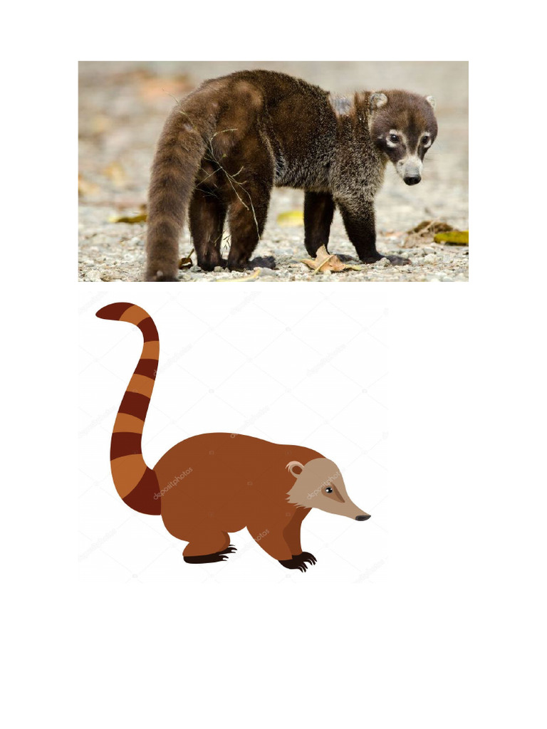 Coati | PDF