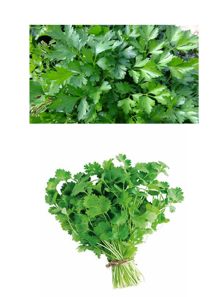 Persil Coriandre | PDF