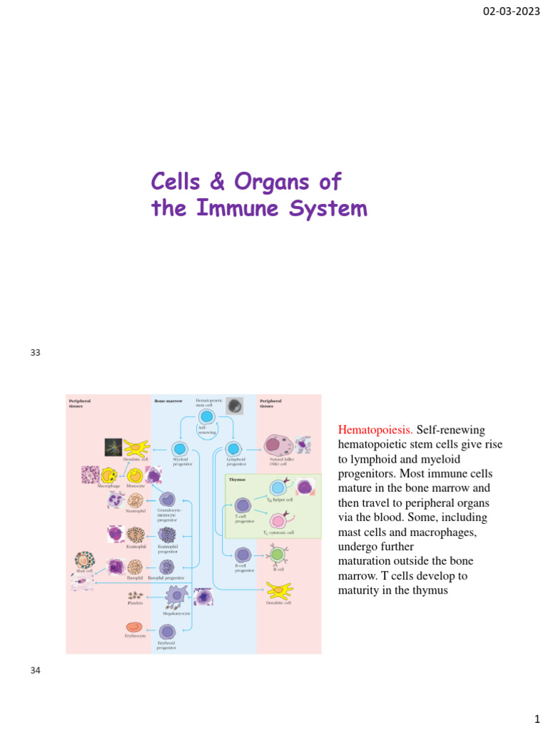 Class 4 - Unit 1 - Immunology - Biotech | PDF | Lymphatic System ...