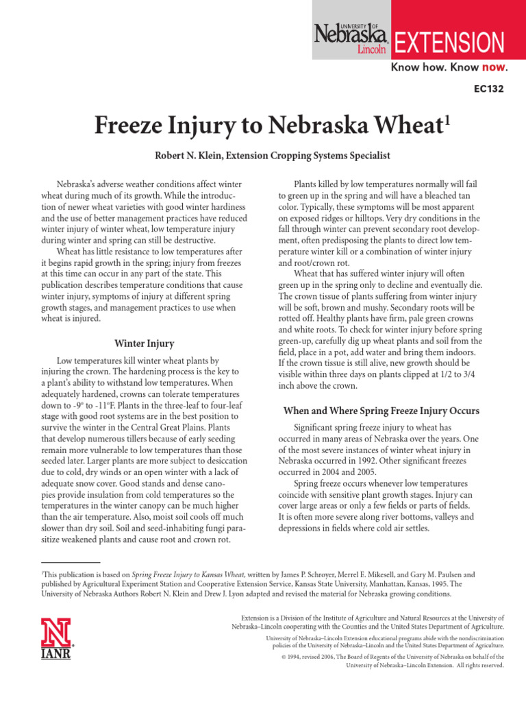 Freeze Injury To Wheat Nebraska Temp Charts | PDF | Wheat | Seed