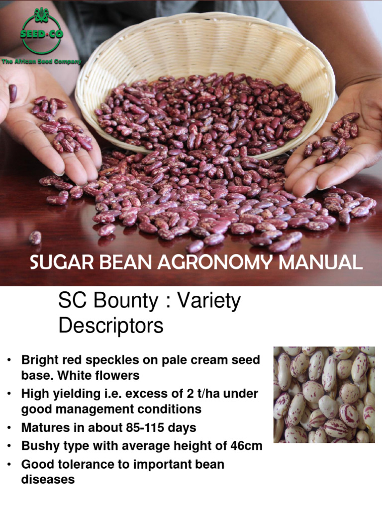 Sugar Bean Production Guide | PDF | Herbicide | Horticulture