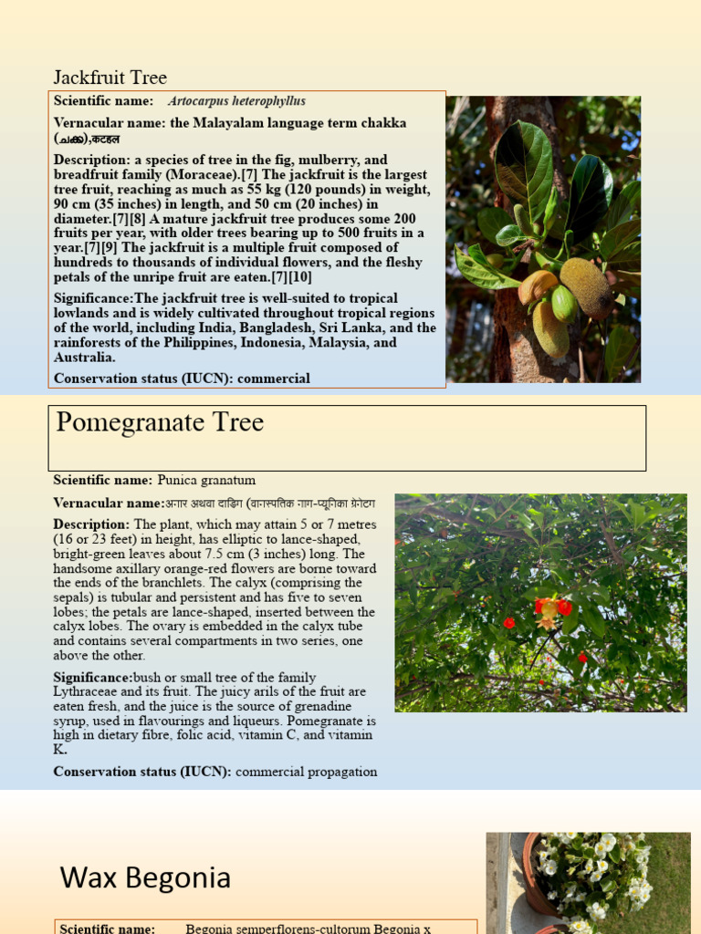 Tree - Census Copy 2 | PDF | Plants | Botany