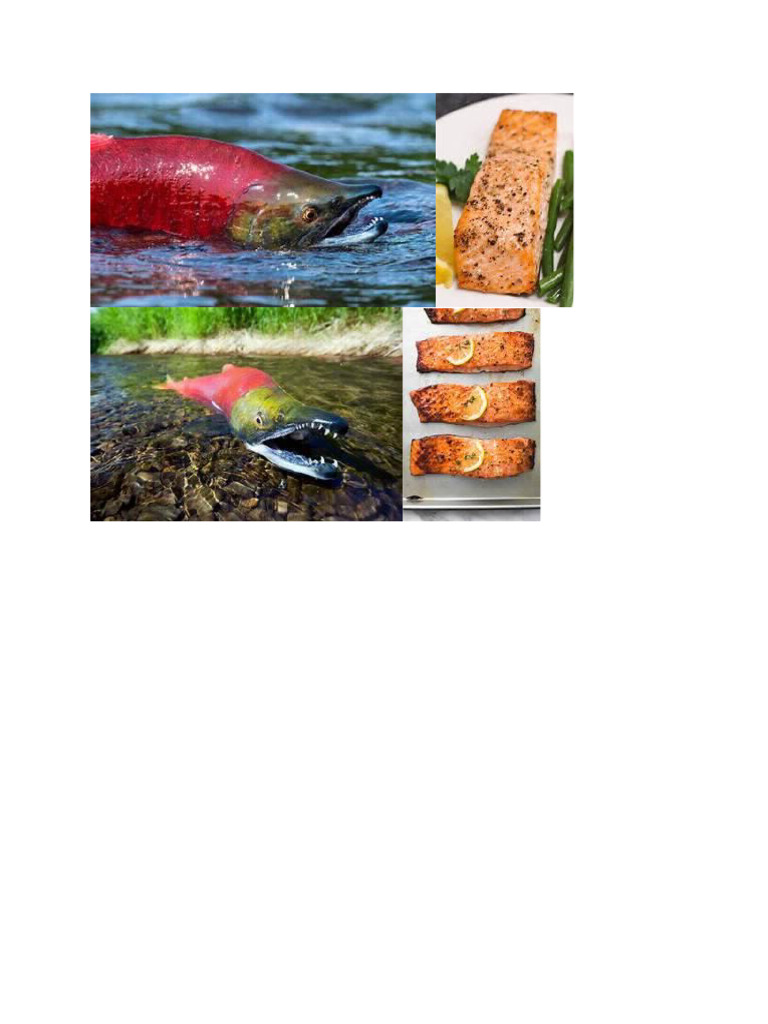 SALMON 2 | PDF