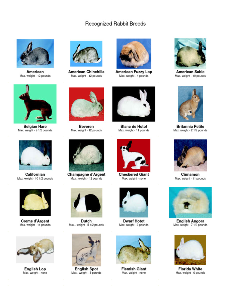 Recognized Rabbit Breeds | PDF | Animal Breeds | Lagomorphs