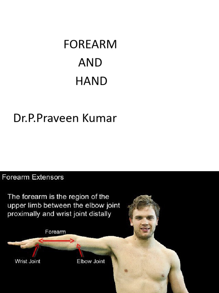 Full Forearm & Hand | PDF | Arm | Elbow