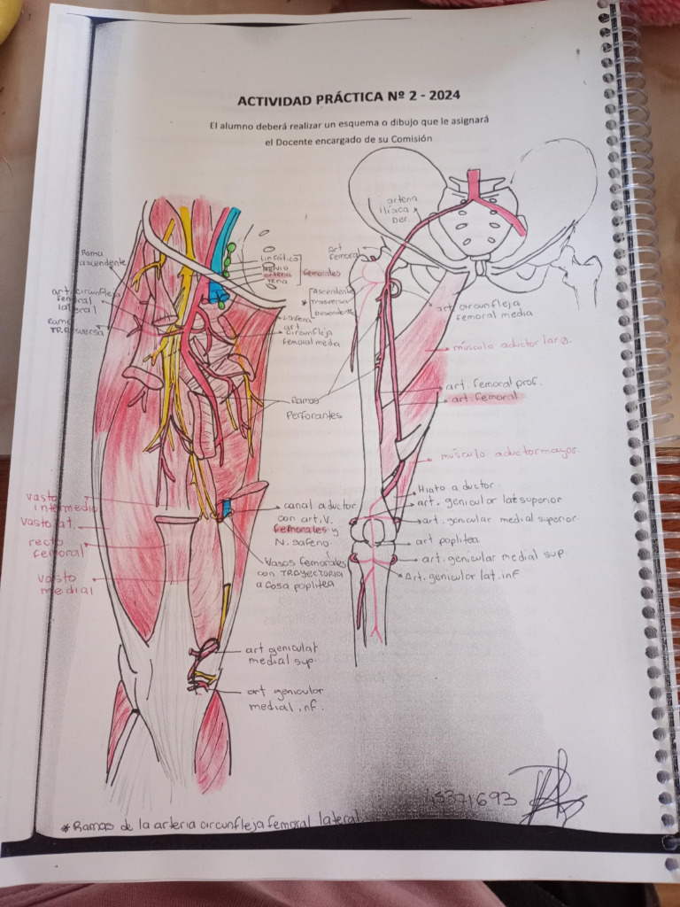 Act 2 Dibujo Anato | PDF