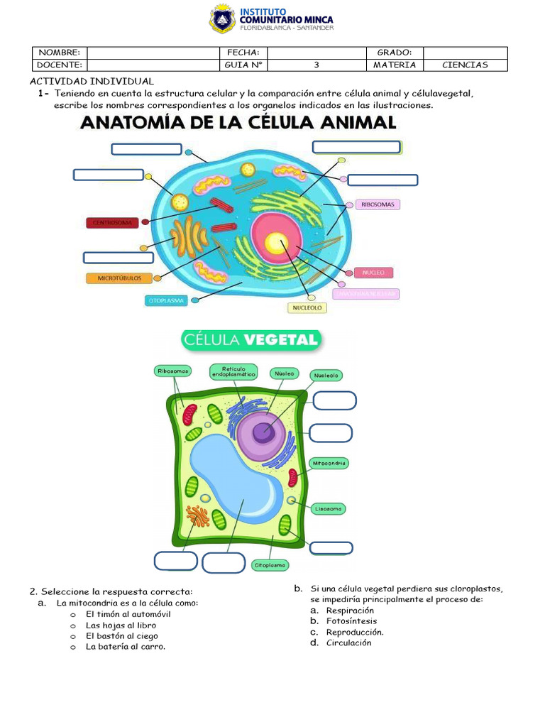 GUIA 3 - CELULA Y TEJIDOS Judy | PDF | Biología Celular) | Cloroplasto