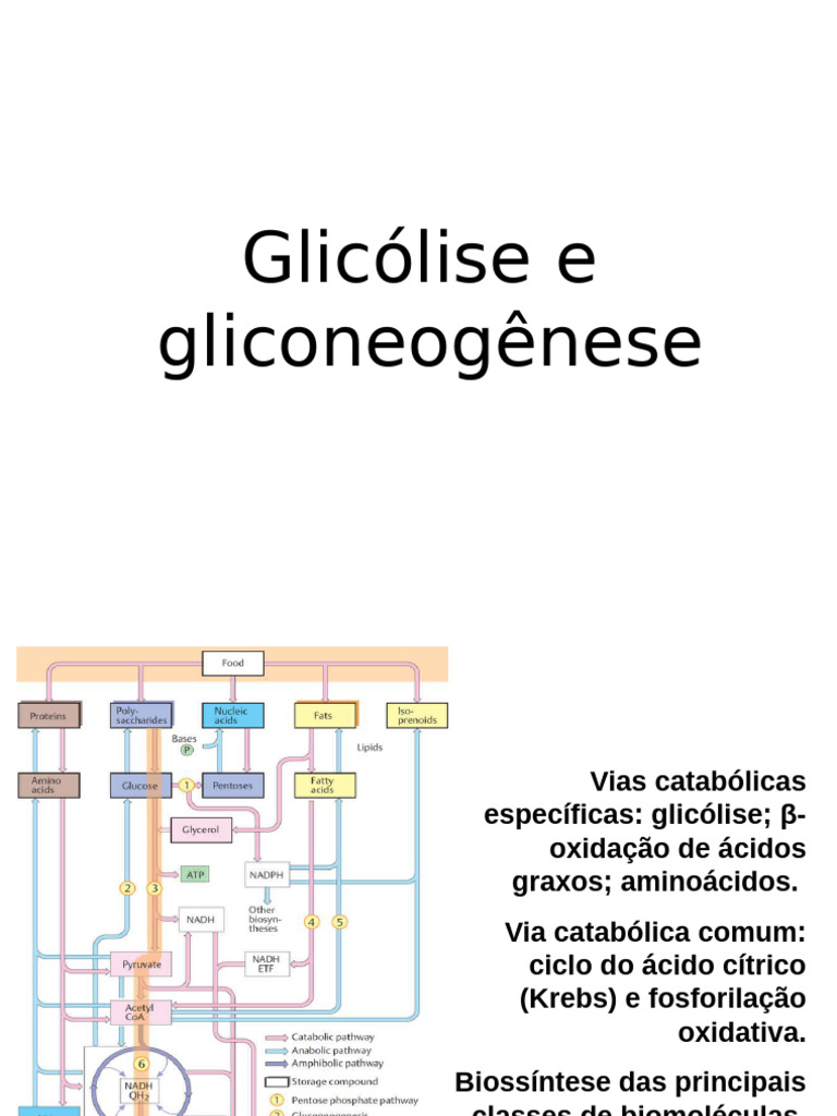 Glicólise e Gliconeogênese: Processos Metabólicos | PDF | Glicolise ...