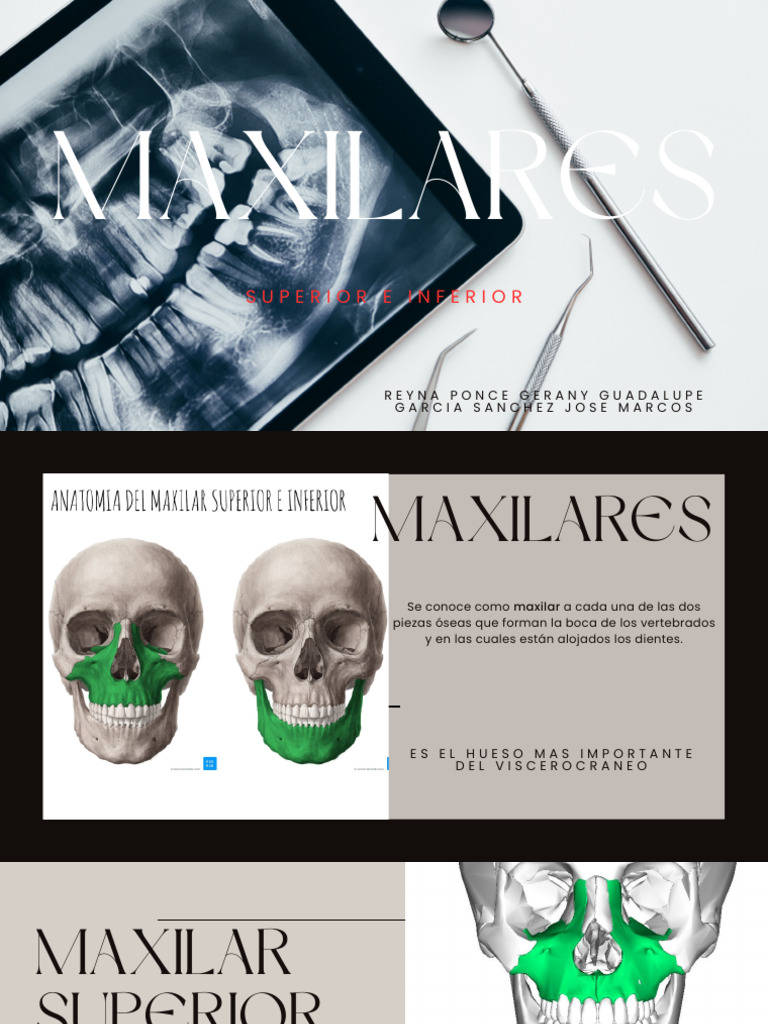 Maxilar Inferior y Superior | PDF | Cara | Sistema esquelético