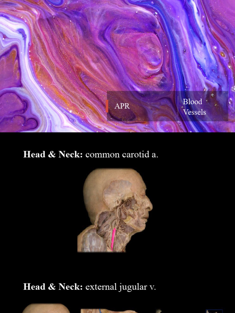 APR-Blood Vessels | PDF | Heart | Aorta