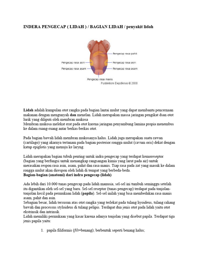 Indera Pengecap | PDF