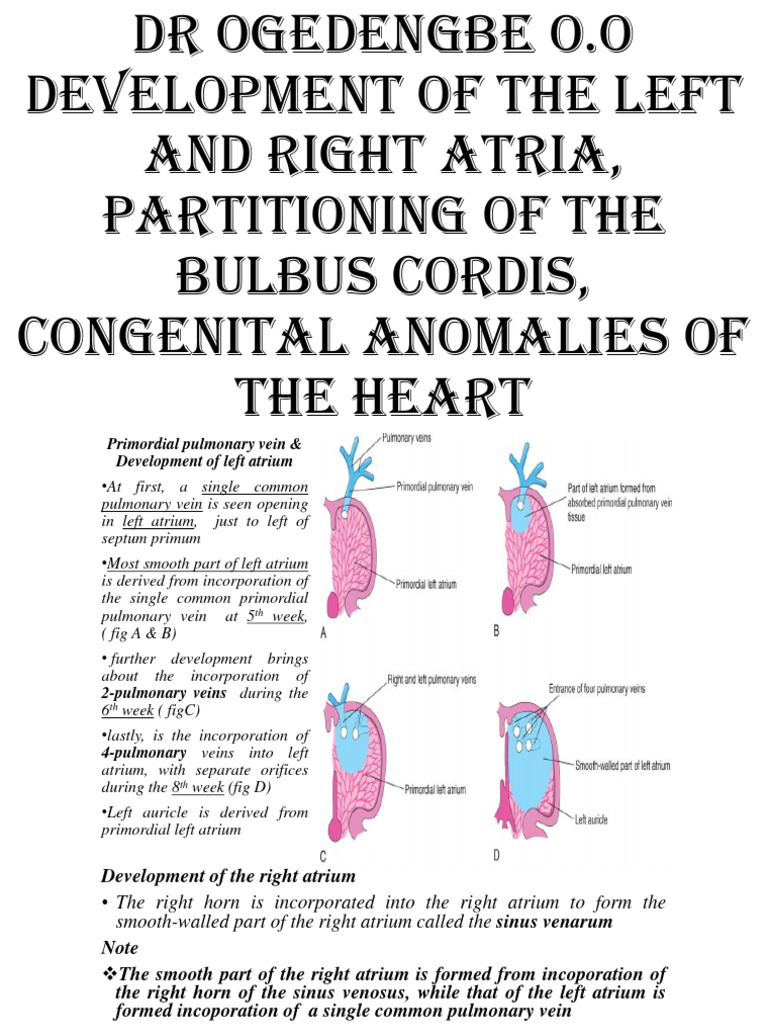Atria Development, Bulbus Cordis Partitioning and Congenital Anomalies ...