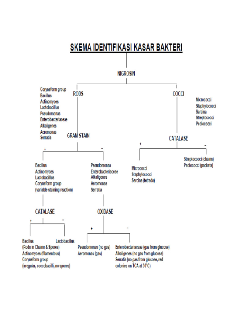 Skema Identifikasi Kasar Bakteri | PDF