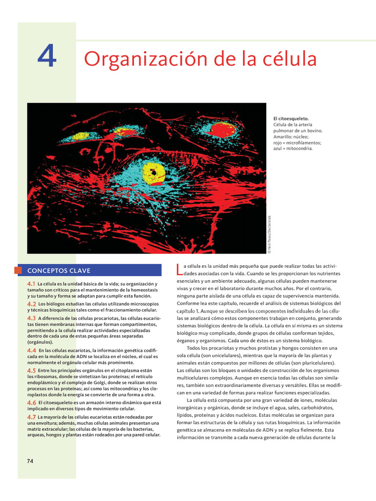 Organización de Las Células (Cap.4 Solomon) | PDF