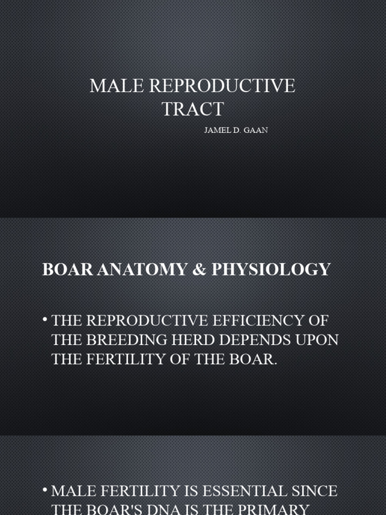 Boar Reproductive Anatomy Guide | PDF | Testicle | Reproductive System