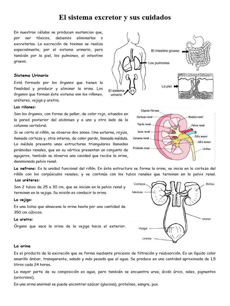 Sesión CyT - Anexo | PDF | Riñón | Sistema urinario