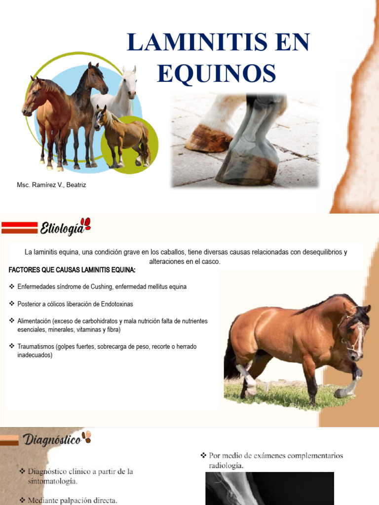 Tratamiento de Laminitis en Equinos | PDF | Dieta | Caballos
