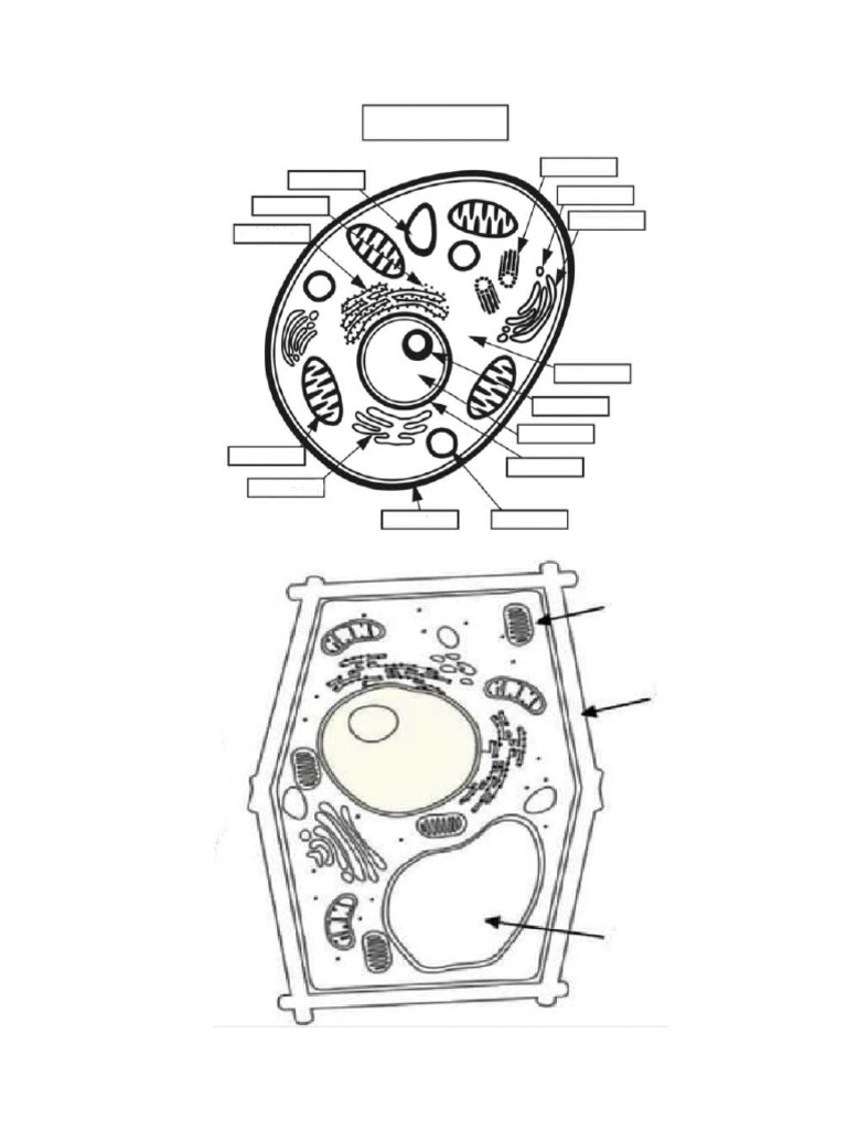 Lámina Célula Animal y Vegetal | PDF