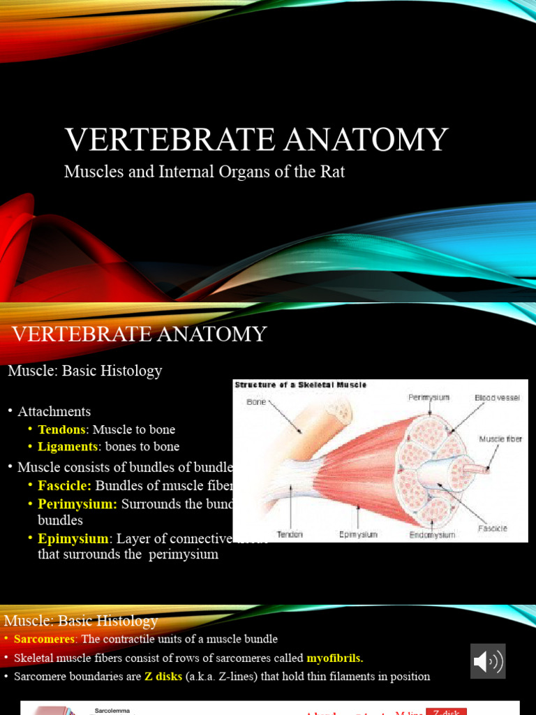 Exercise 48 - Vertebrate Anatomy Muscle - With Audio and Arrows | PDF ...