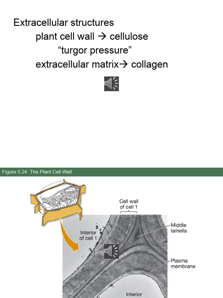 Ch06 Figuresonline 2020 | PDF | Cell Membrane | Osmosis