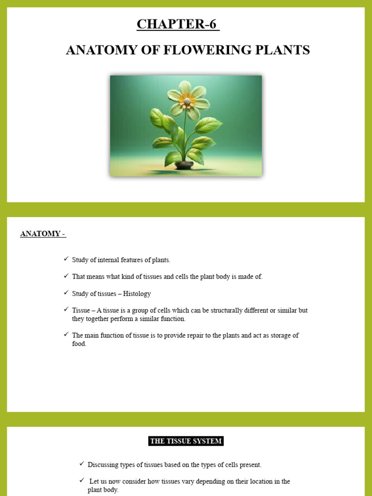 Anatomy of Flowering Plant | PDF | Plant Stem | Leaf