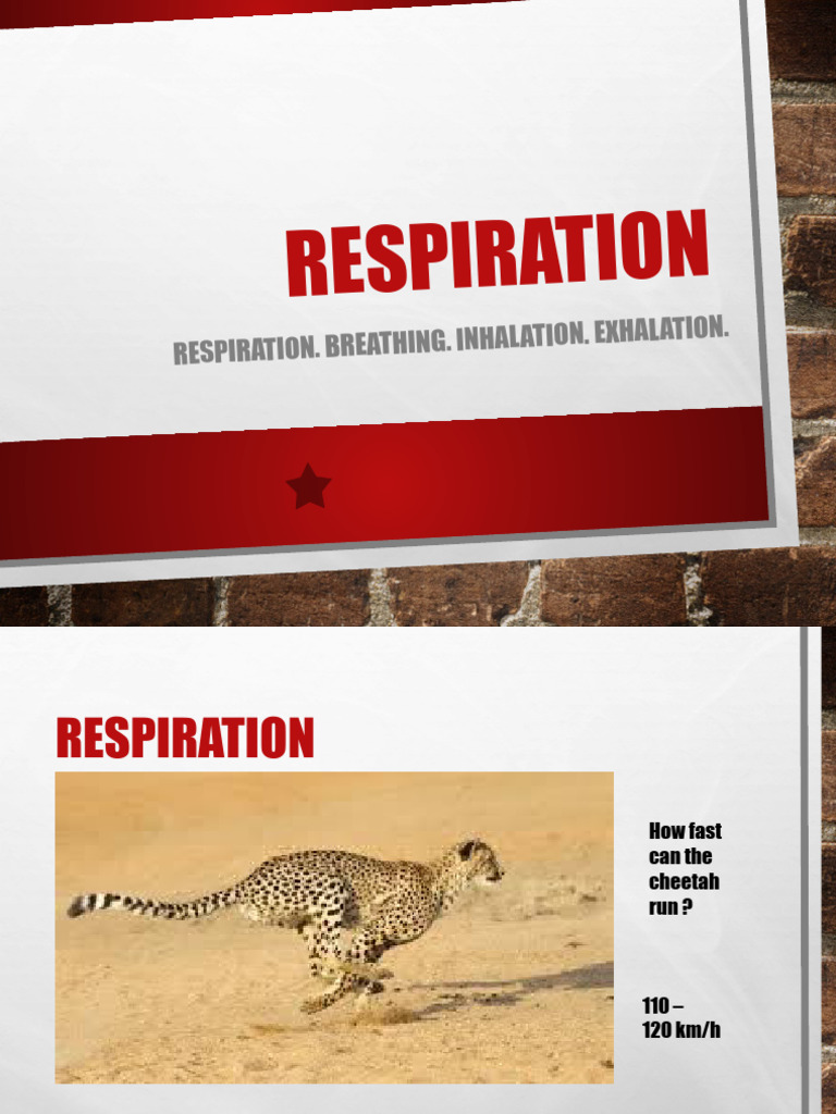 Science Respiration | PDF | Respiratory System | Respiratory Tract