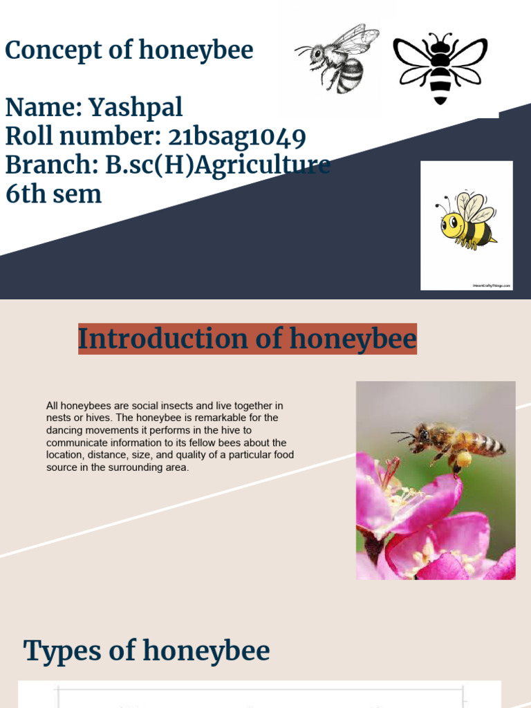 Concept of Honeybee | PDF | Honey Bee | Bees