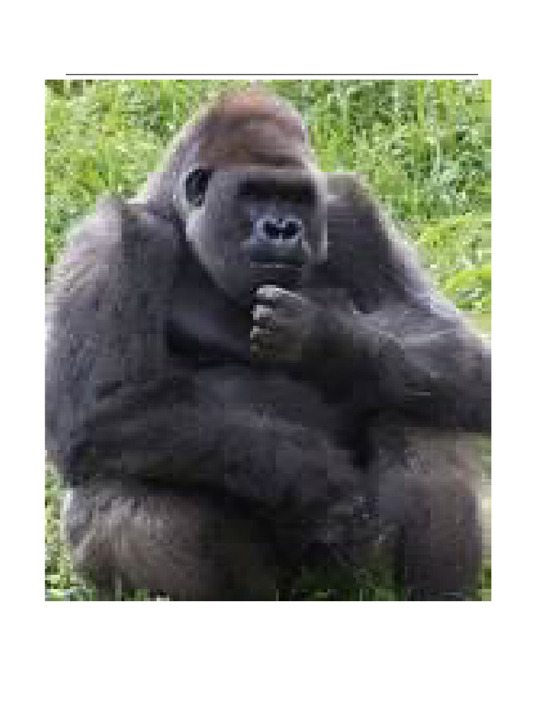 Gorila | PDF