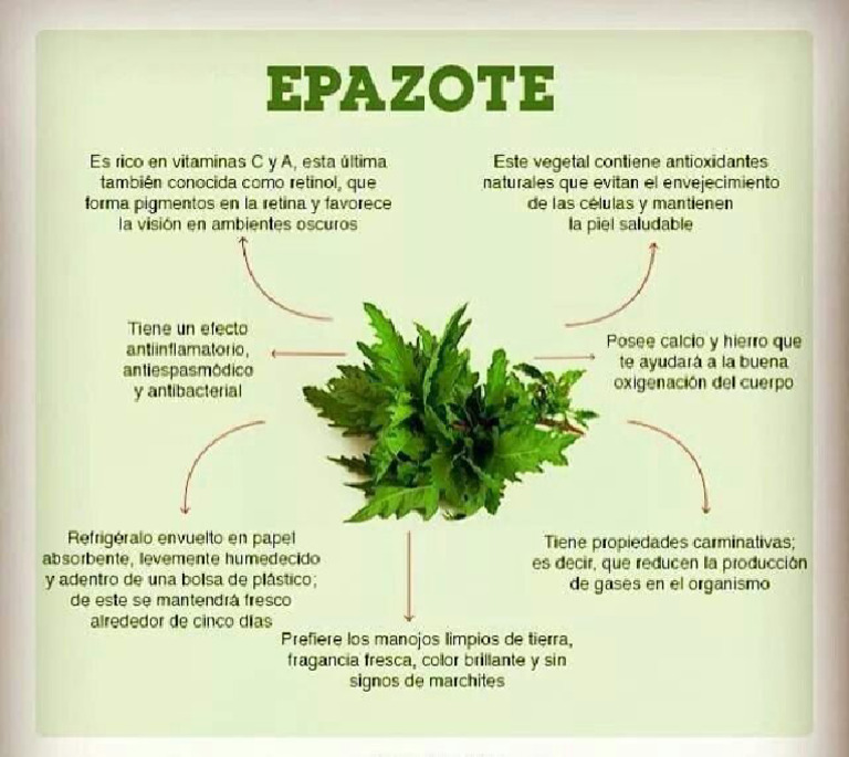 Epazote | PDF