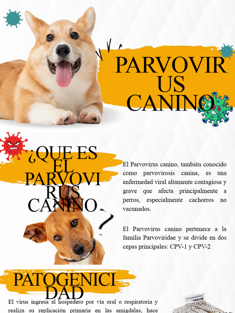 Parvovirus Canino | PDF | Virus | Sistema inmune