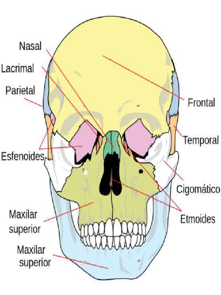 Partes de La Cara Morfologia | PDF | Cara | Otorrinolaringología