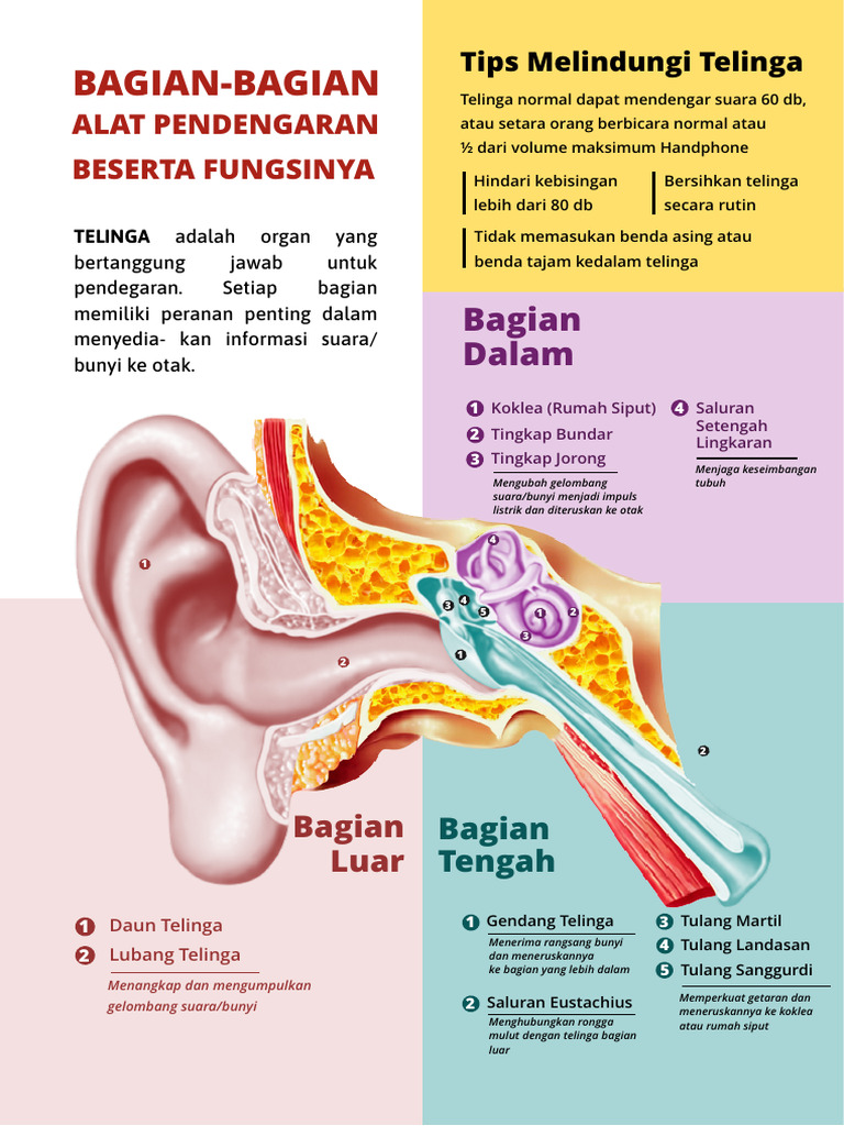 Infografis Indra Pendengaran | PDF