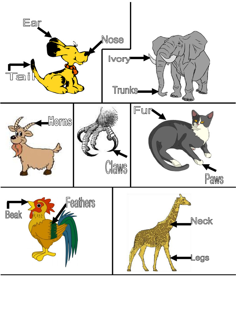 Animal Part | PDF