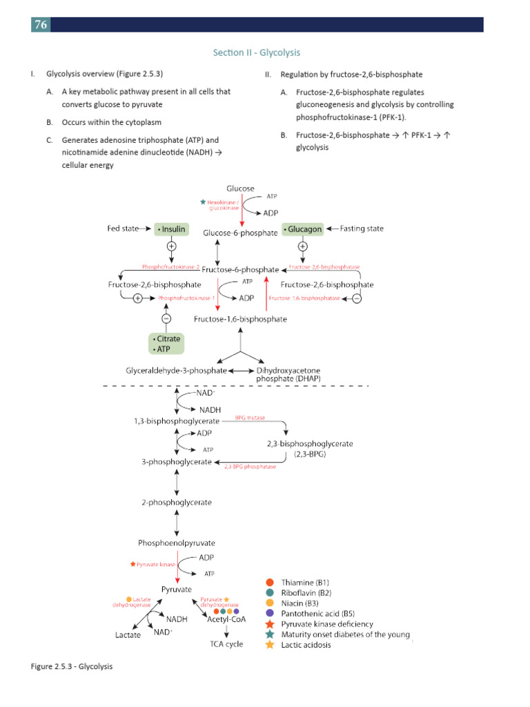Glycolysis: Key Pathway Insights | PDF | Glycolysis | Adenosine ...