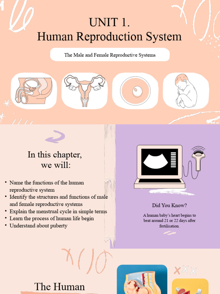 Unit 1. Human Reproduction System | PDF | Reproductive System ...