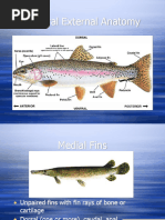 Body Shape of Fishes | PDF | Fin | Fish