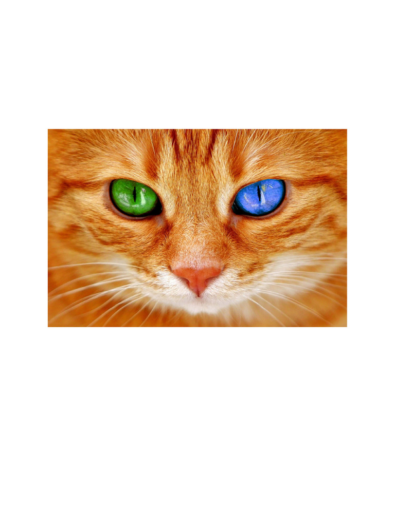 Cat | PDF