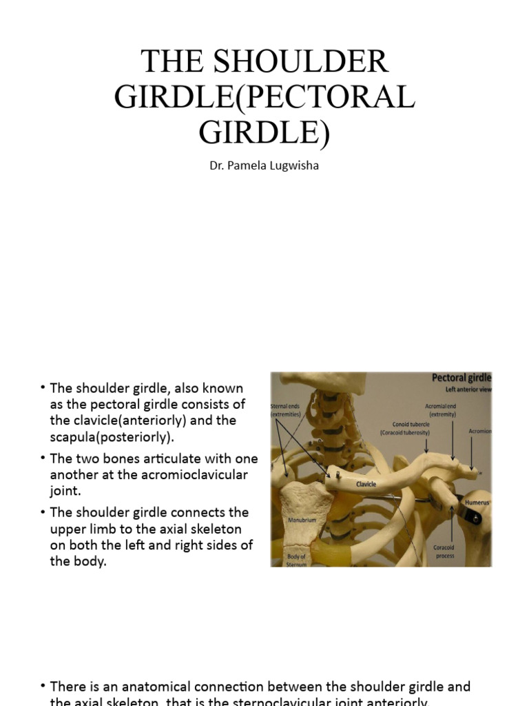 Anatomy of the Shoulder Girdle | PDF | Shoulder | Arm