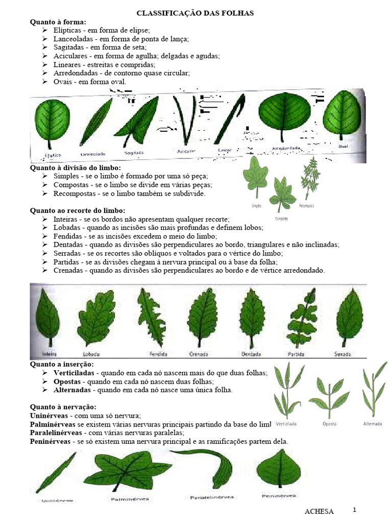 Classificação Das Folhas | PDF | Flores | Semente