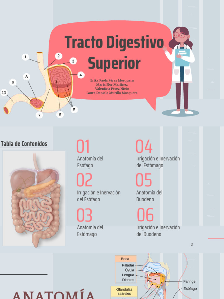 Tracto Digestivo Superior Grupo3 | PDF | Estómago | Esófago