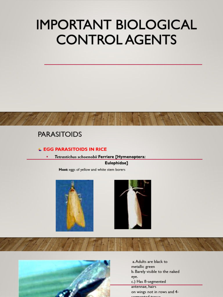 Natural Enemies | PDF | Coccinellidae | Fly