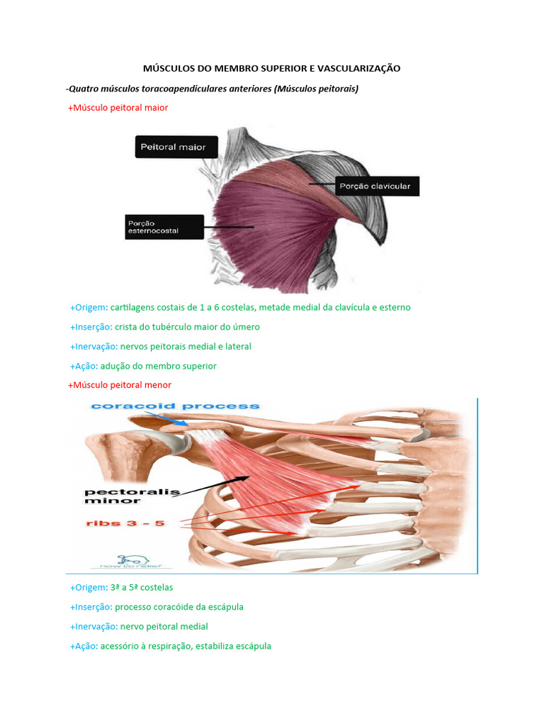 Músculos Do Membro Superior e Vascularização | PDF | Membros (anatomia ...