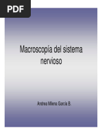 Anatomía del Tectum y Tegmentum | PDF | Anatomía | Cerebro