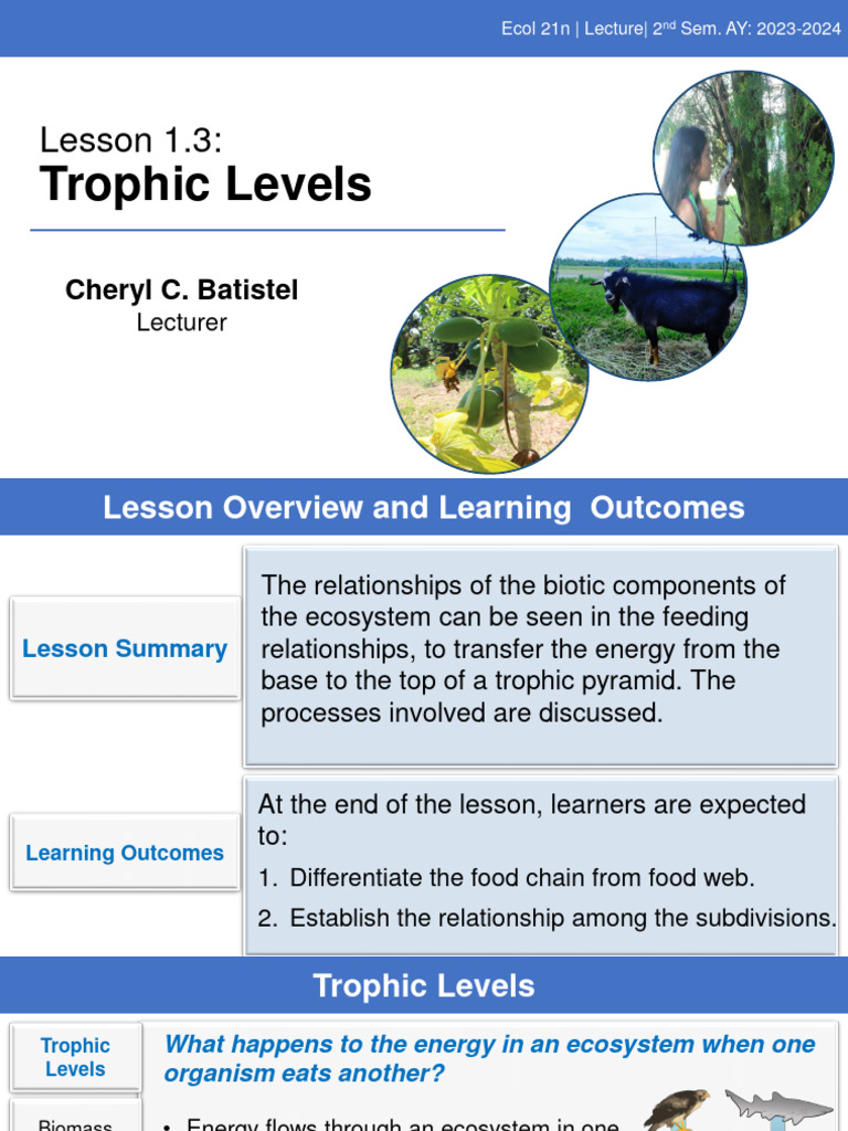 Lesson 1.3 - Trophic Levels | PDF | Food Web | Primary Production