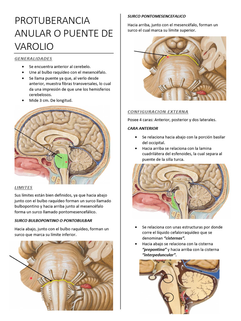 Estructura y Funciones de la Protuberancia | PDF | Neuroanatomía ...